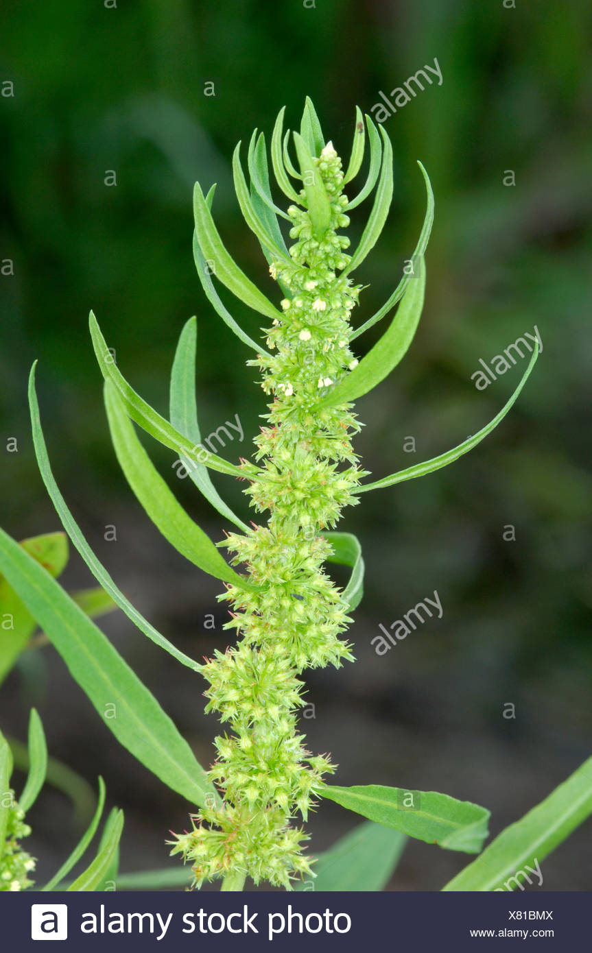 Golden Dock High Resolution Stock Photography and Images - Alamy
