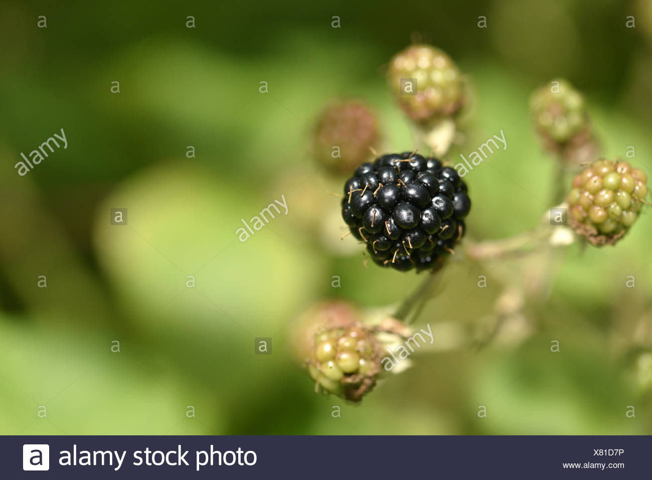 Bramble Stock Photos & Bramble Stock Images - Alamy