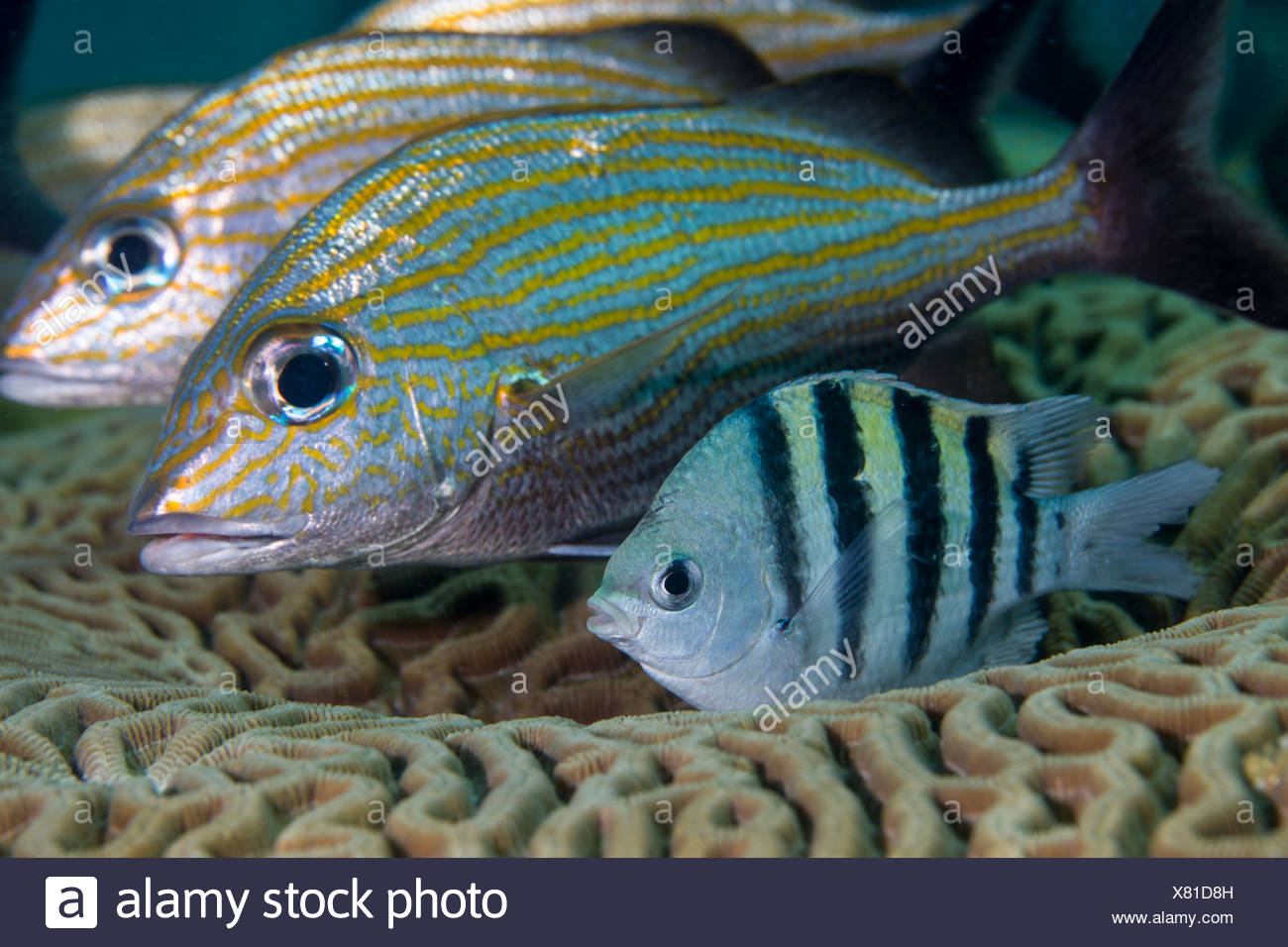 Caesar Grunt High Resolution Stock Photography and Images - Alamy