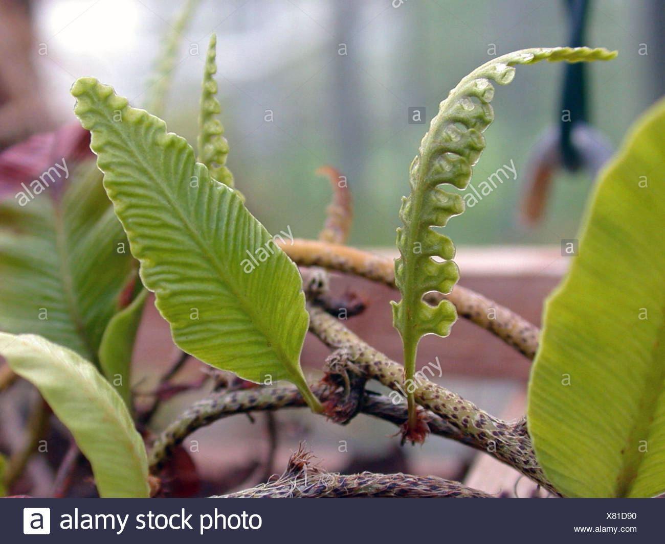Bear's Foot Fern High Resolution Stock Photography and Images - Alamy