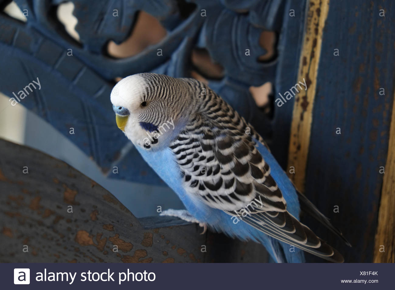White Budgie High Resolution Stock Photography and Images - Alamy