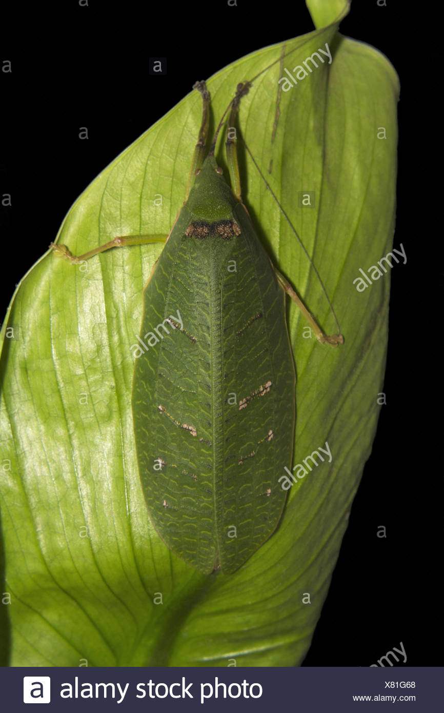 Kerala Insect Stock Photos & Kerala Insect Stock Images - Alamy