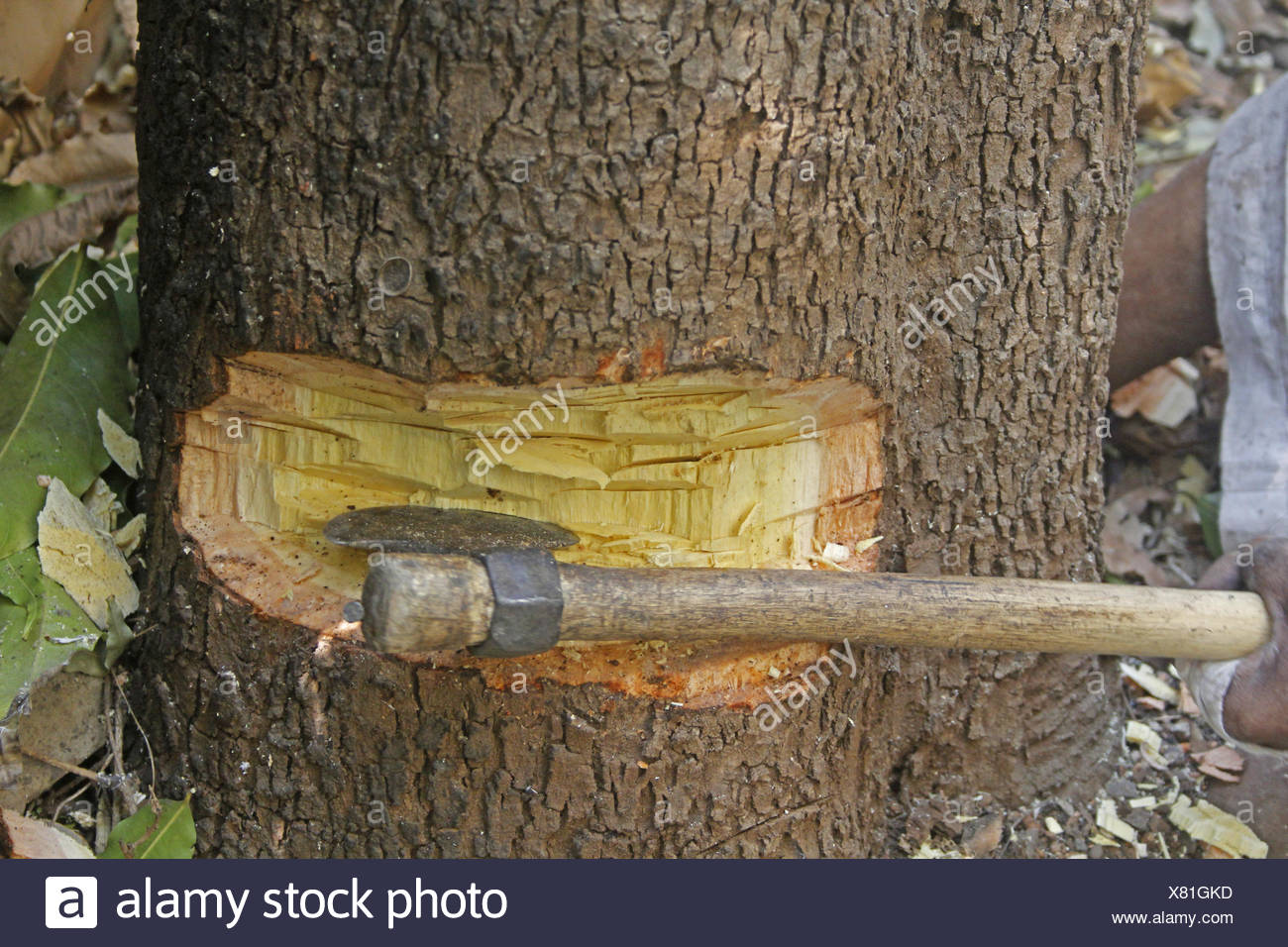 Cutting Tree With Axe High Resolution Stock Photography and Images - Alamy