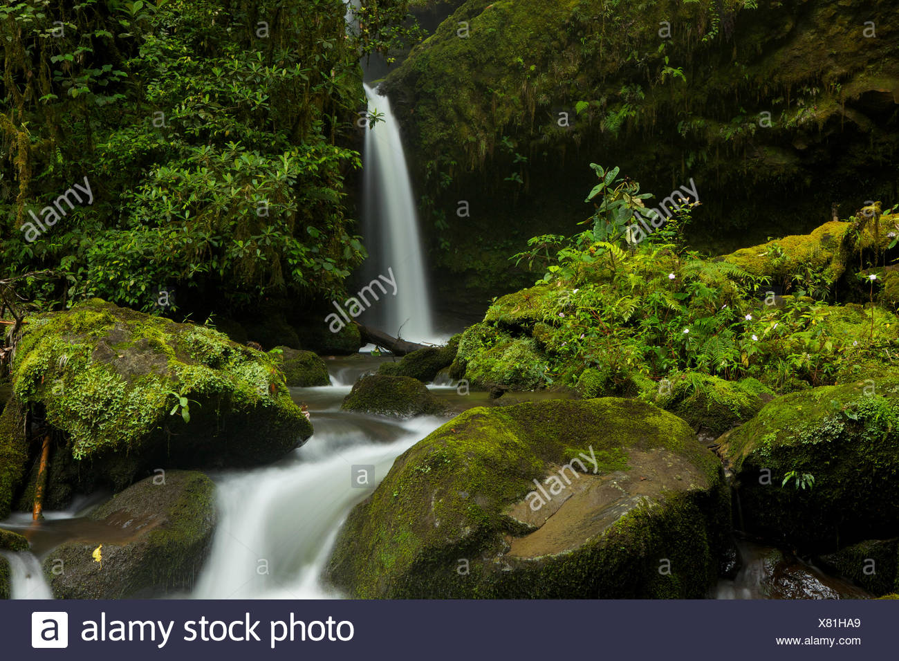 Highlands Papua New Guinea Forest Stock Photos & Highlands Papua New ...