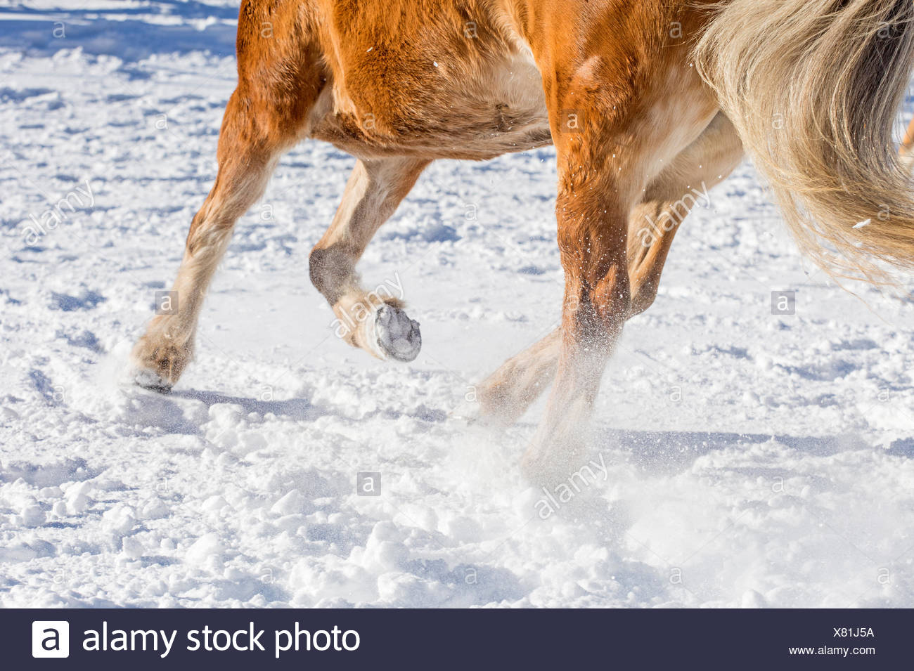 Galloping Horse Hooves High Resolution Stock Photography and Images - Alamy