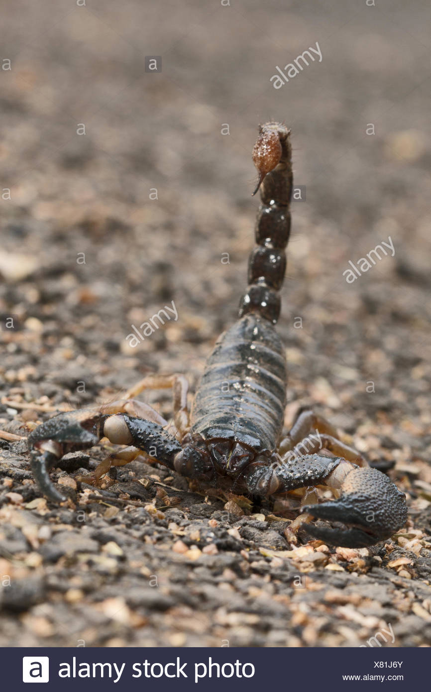 Scorpionidae Stock Photos & Scorpionidae Stock Images - Alamy