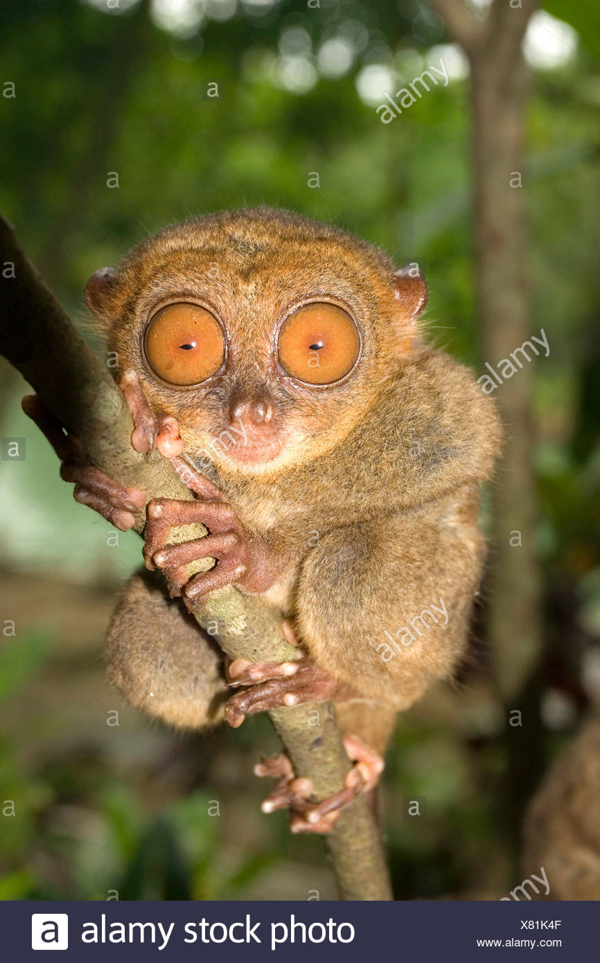 Nightactiv High Resolution Stock Photography and Images - Alamy