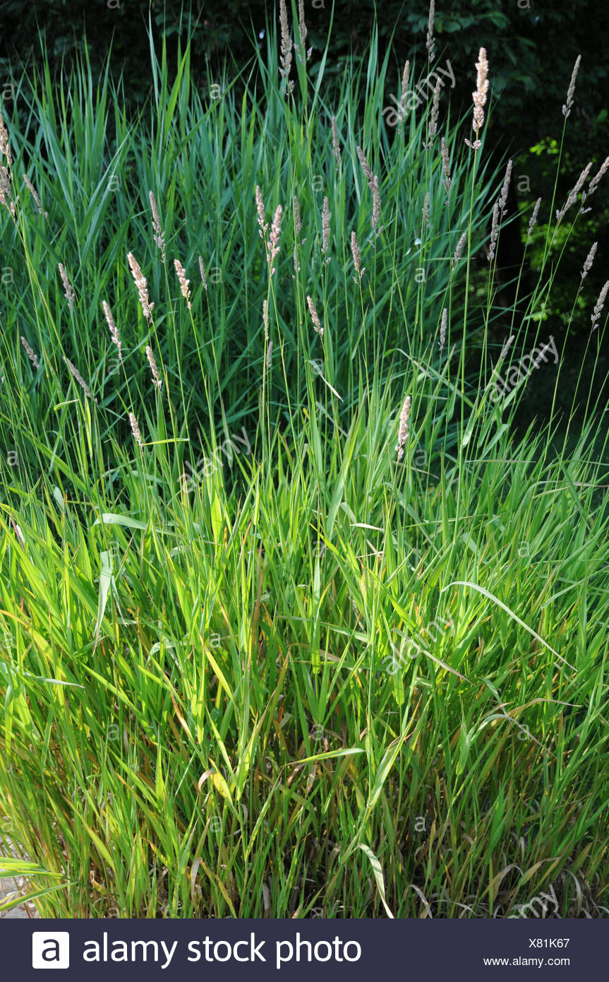 Canarygrass High Resolution Stock Photography and Images - Alamy