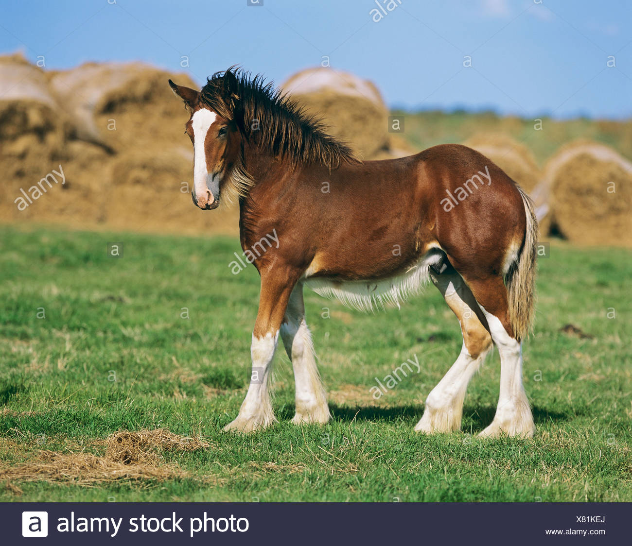 Shirehorses High Resolution Stock Photography and Images - Alamy