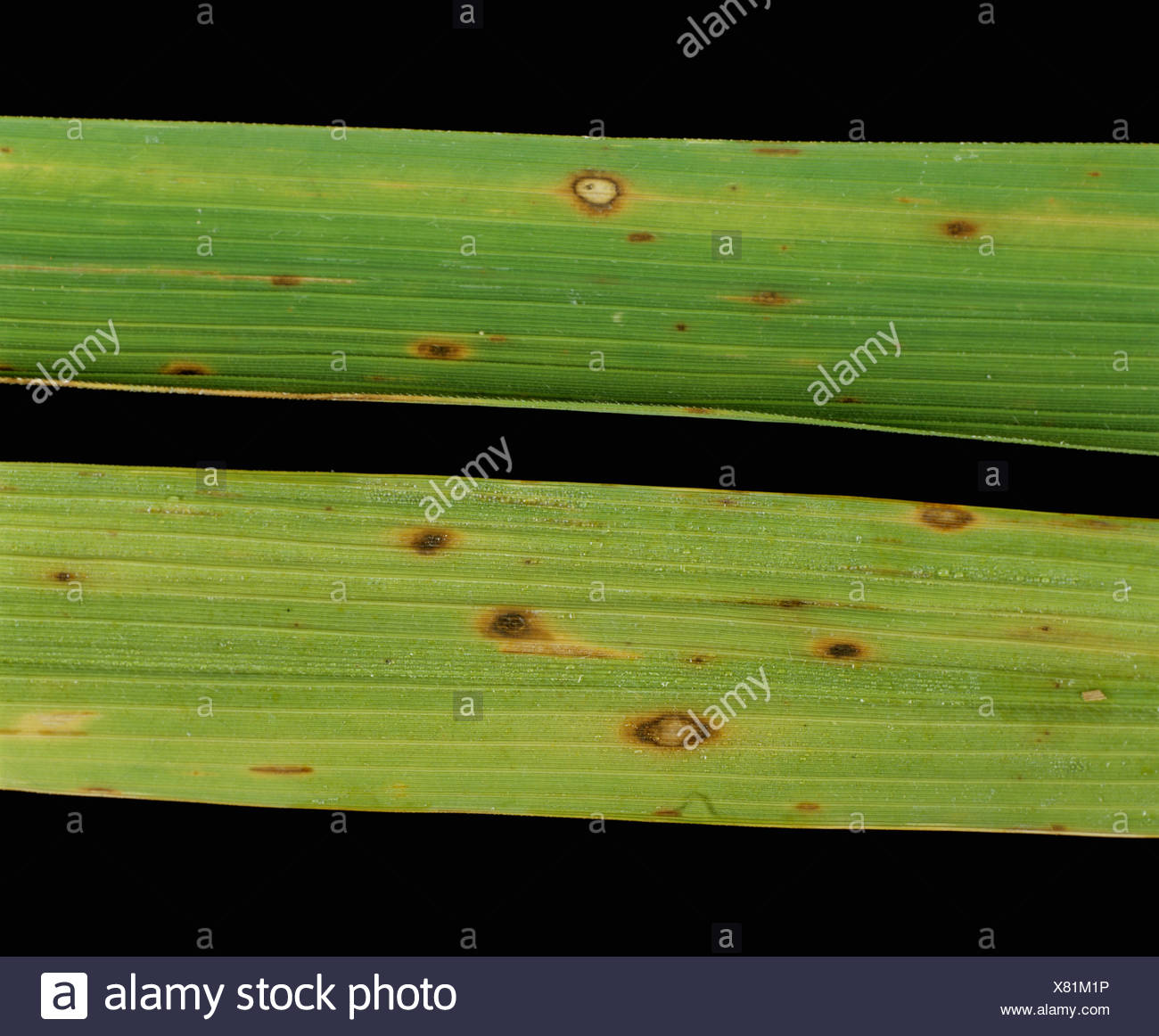 Rice Disease Stock Photos & Rice Disease Stock Images - Alamy