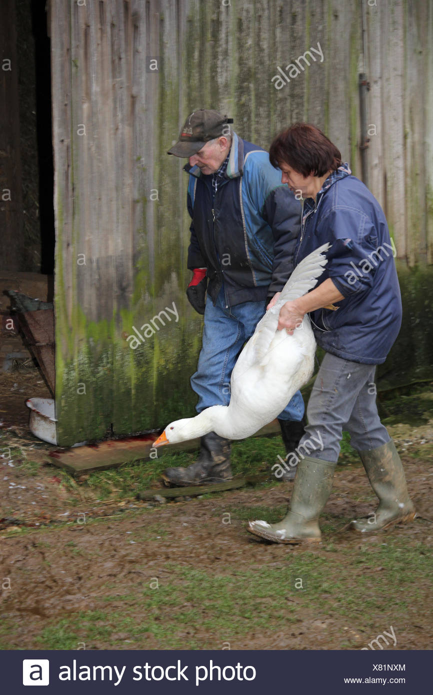 Hausgaense Stock Photos & Hausgaense Stock Images - Alamy