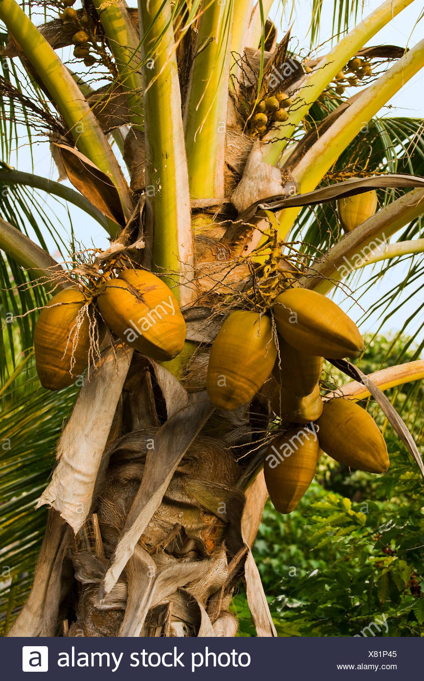 Mature Coconut Stock Photos & Mature Coconut Stock Images - Alamy