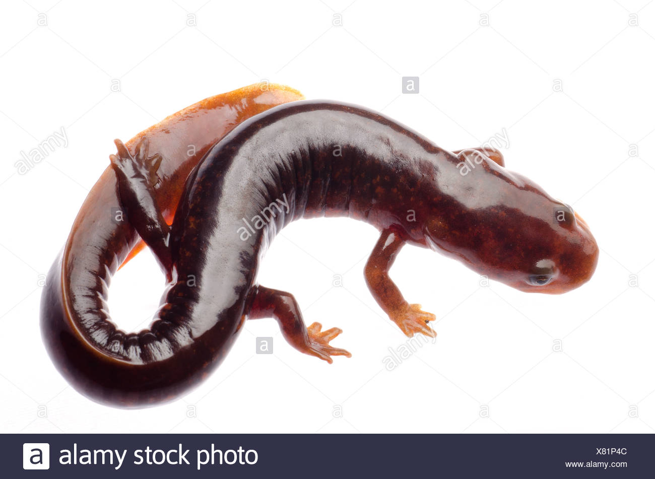 Chinese Salamander High Resolution Stock Photography and Images - Alamy