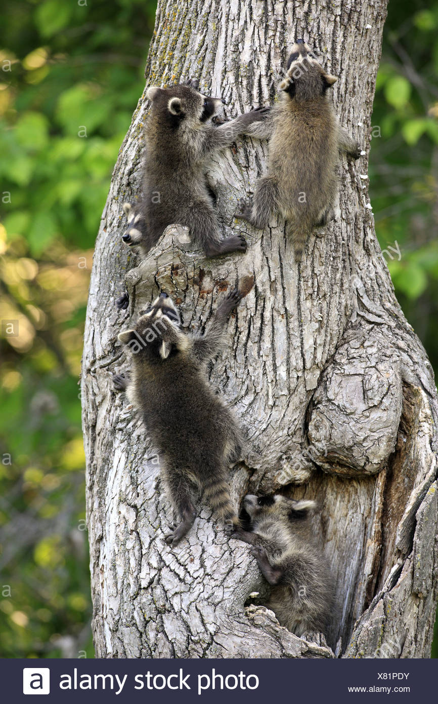 Raccoon Den Stock Photos & Raccoon Den Stock Images - Alamy
