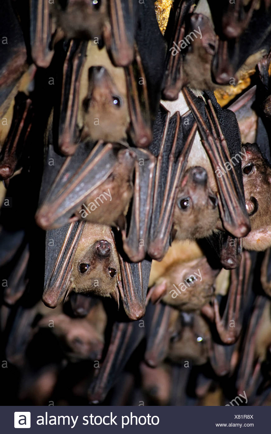 Hanging From Caves Ceiling High Resolution Stock Photography and Images ...