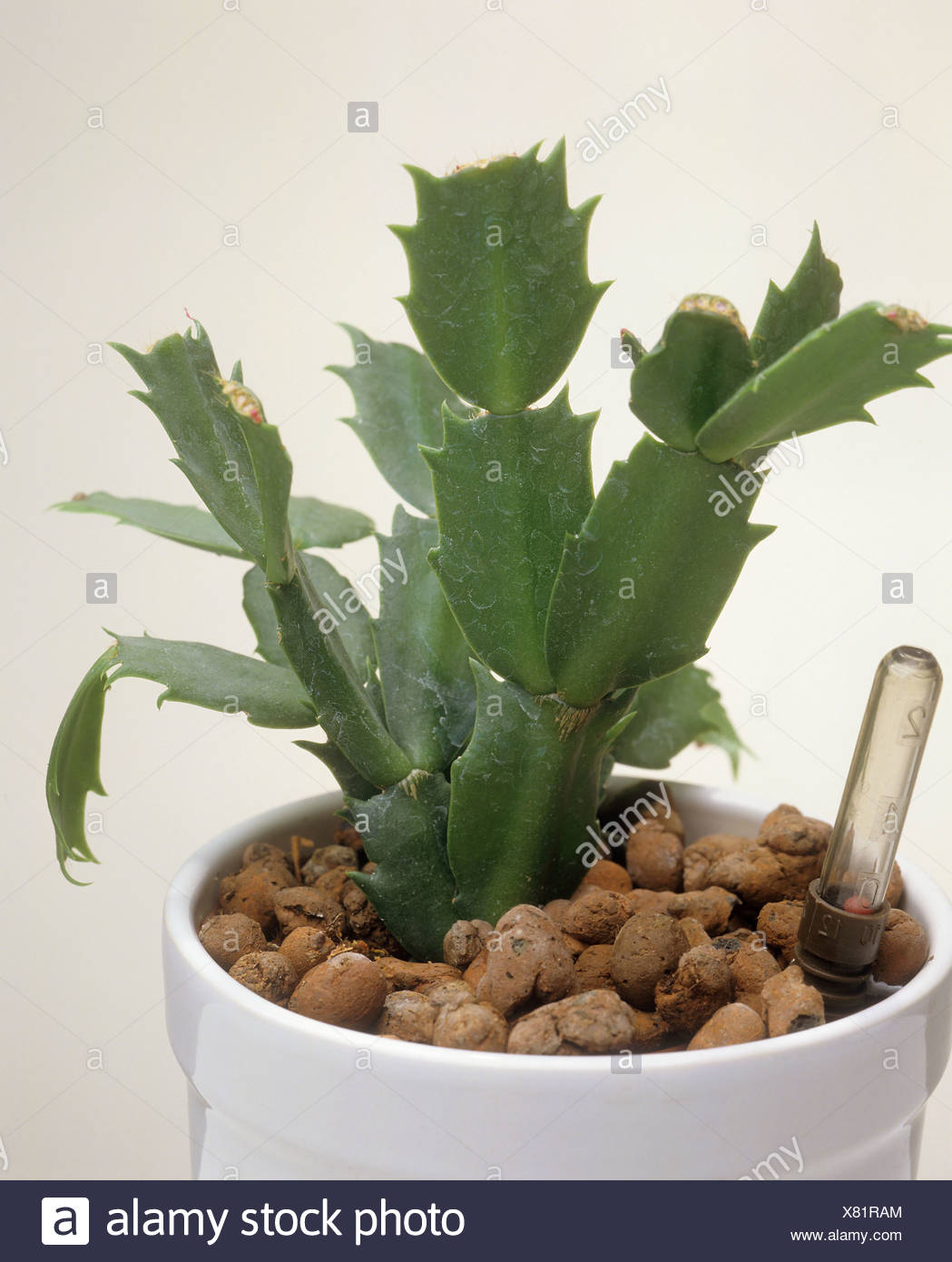 Hydroponics High Resolution Stock Photography and Images - Alamy