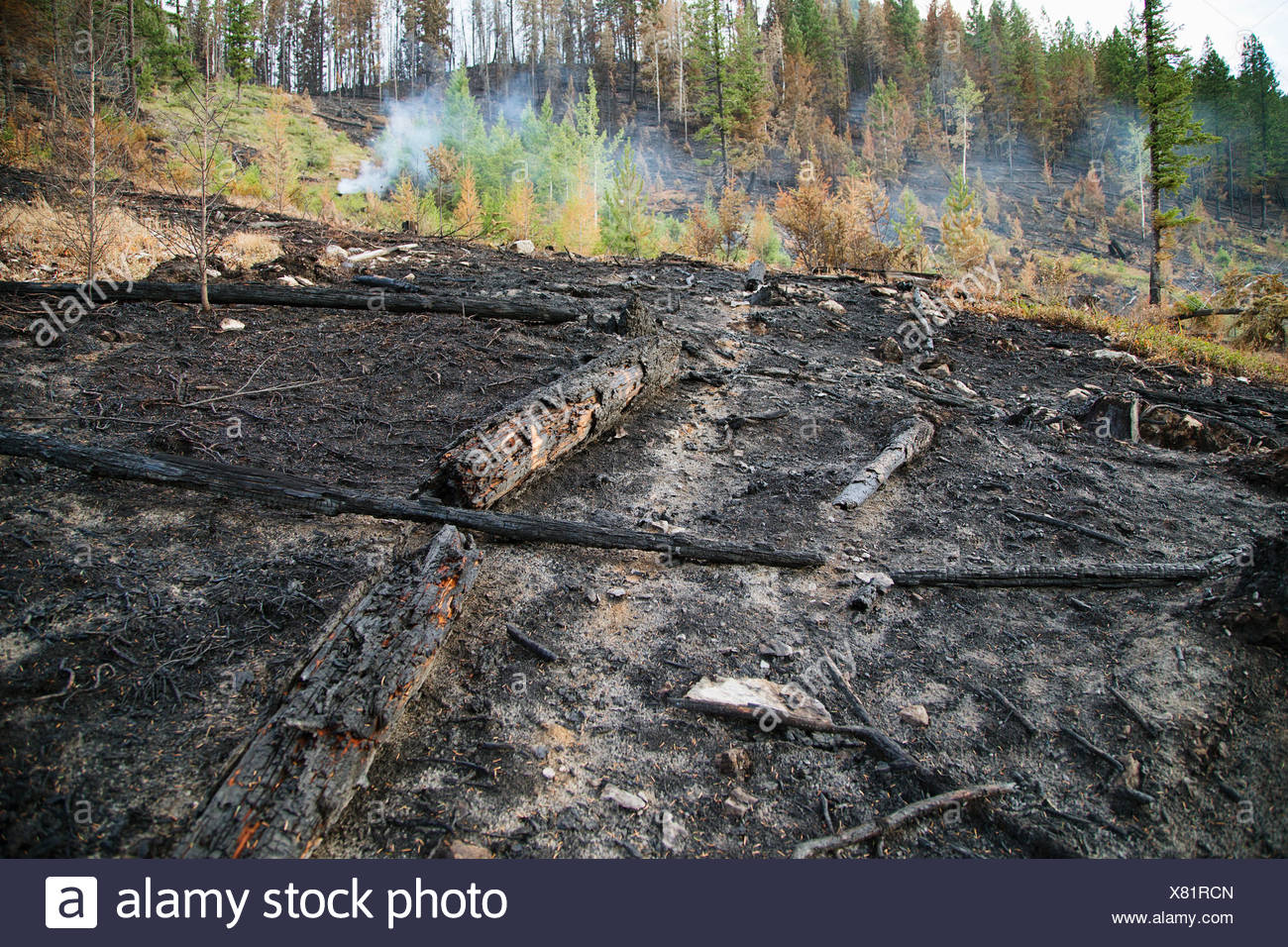 Aftermath Of Forest Fire Stock Photos & Aftermath Of Forest Fire Stock ...