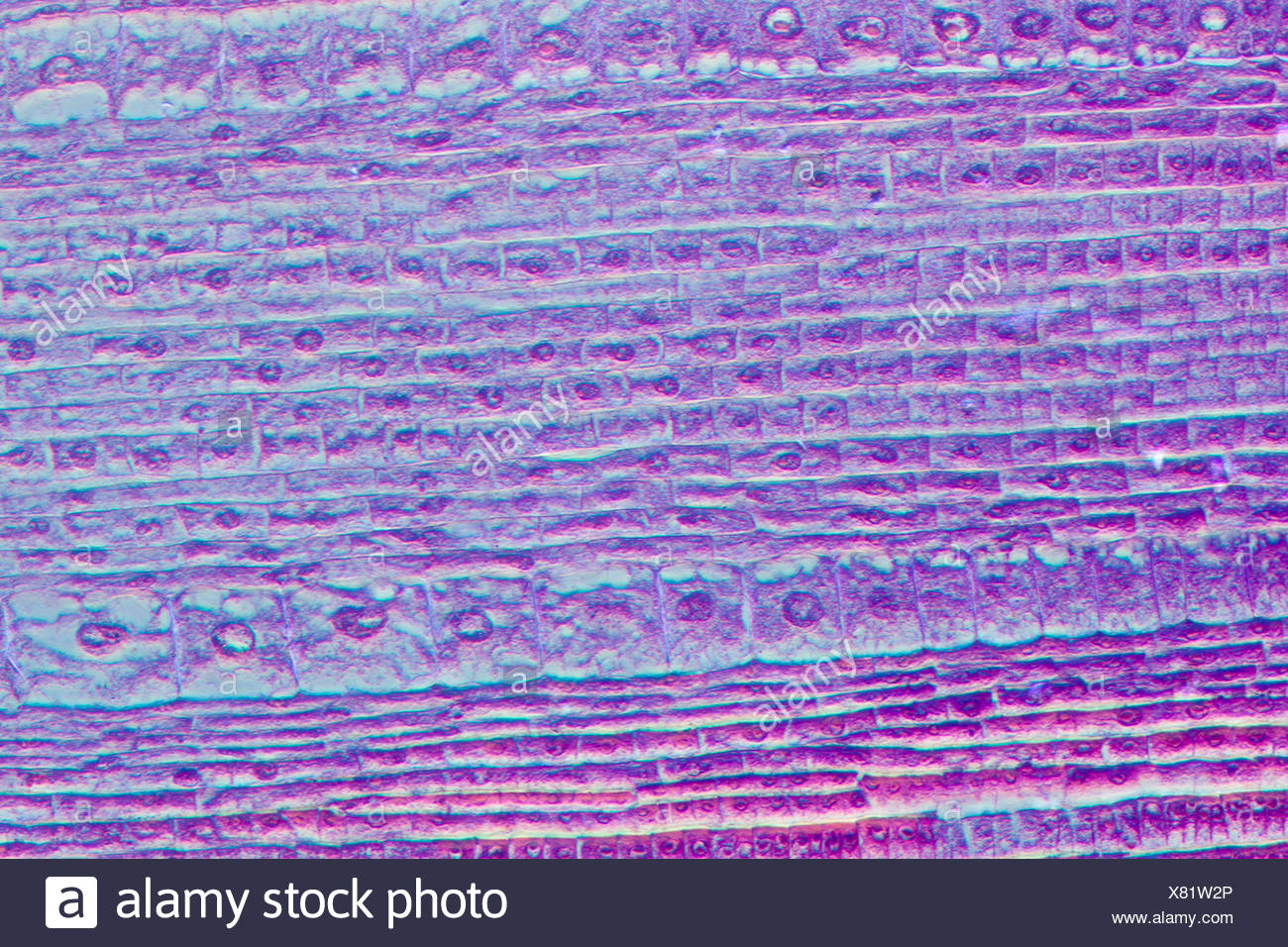 Plant Cell Microscope Stock Photos & Plant Cell Microscope Stock Images ...