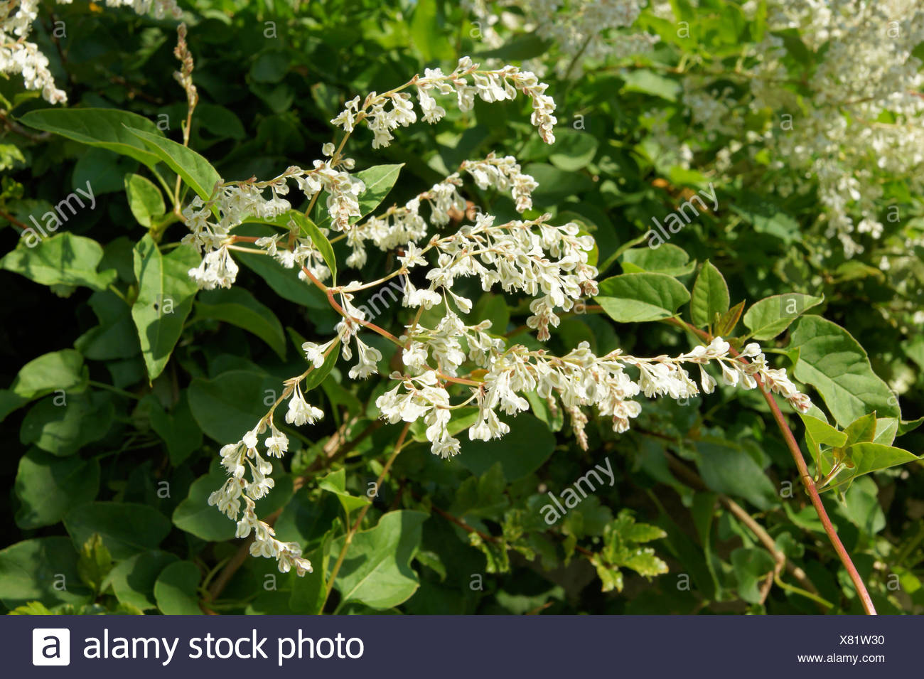 Russian Vine High Resolution Stock Photography and Images - Alamy