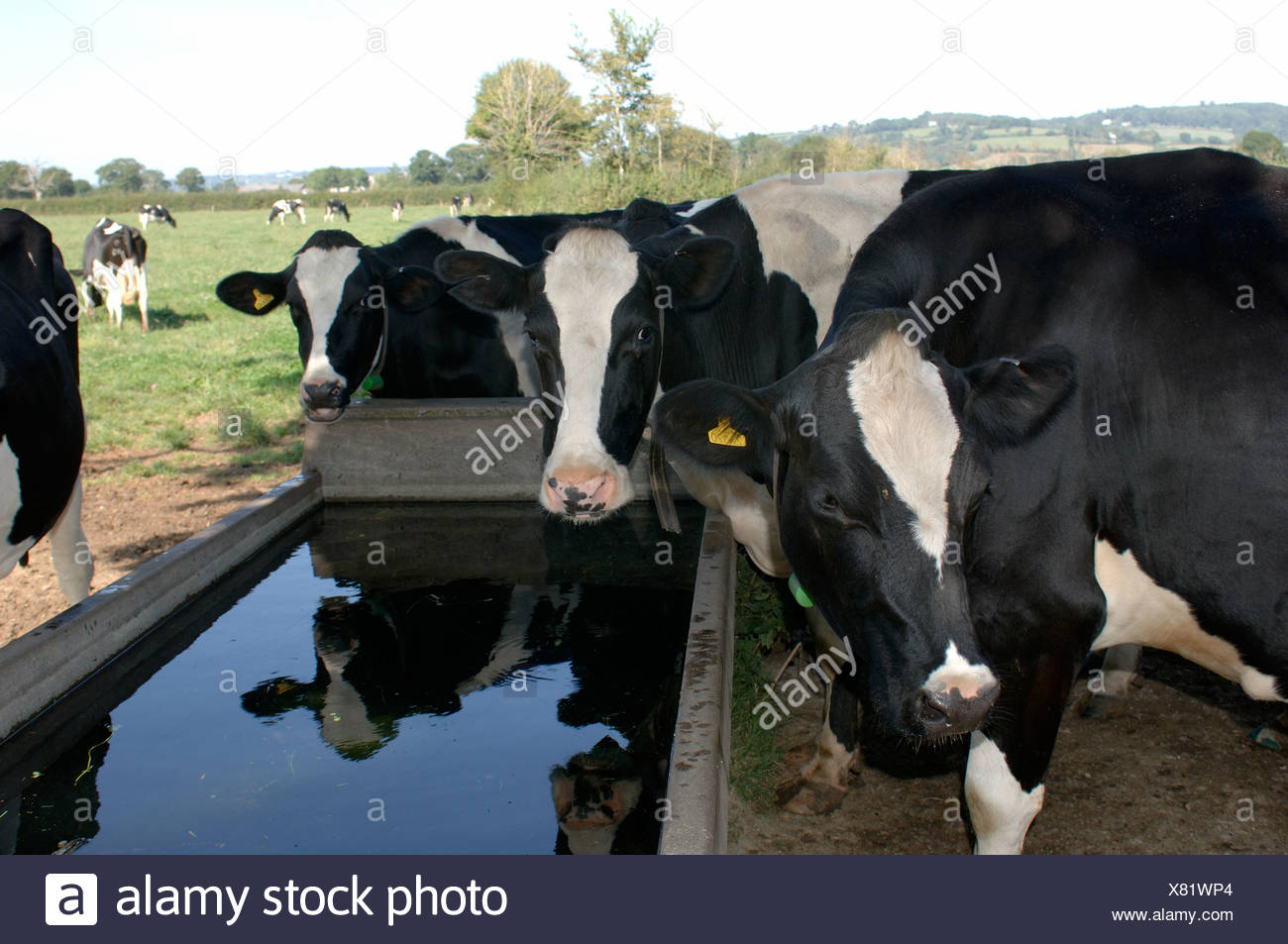Cattle Drinking Water Trough High Resolution Stock Photography and ...