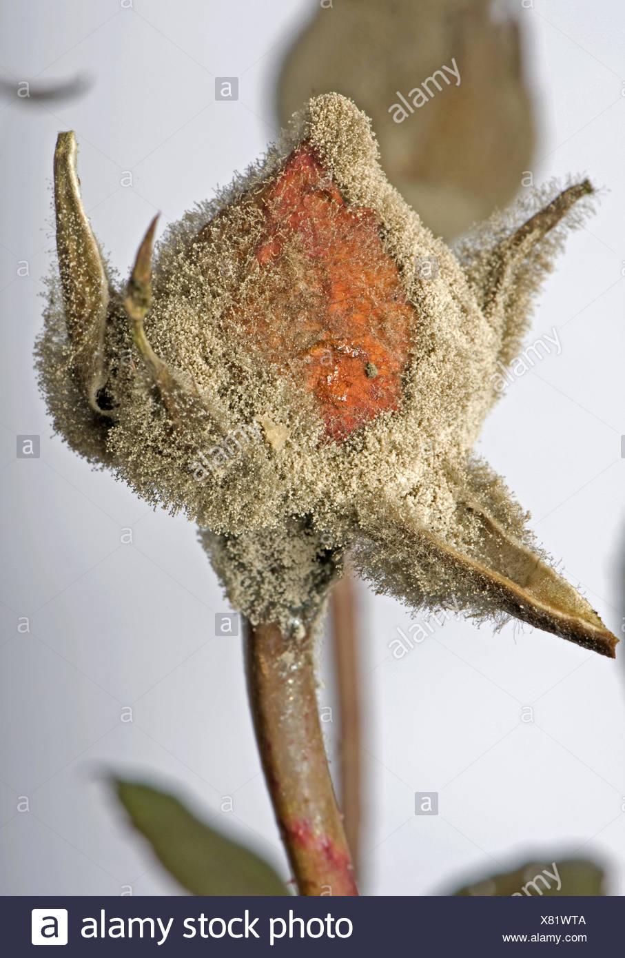 Grey Mould Botrytis Cinerea Mycelium Stock Photos & Grey Mould Botrytis ...