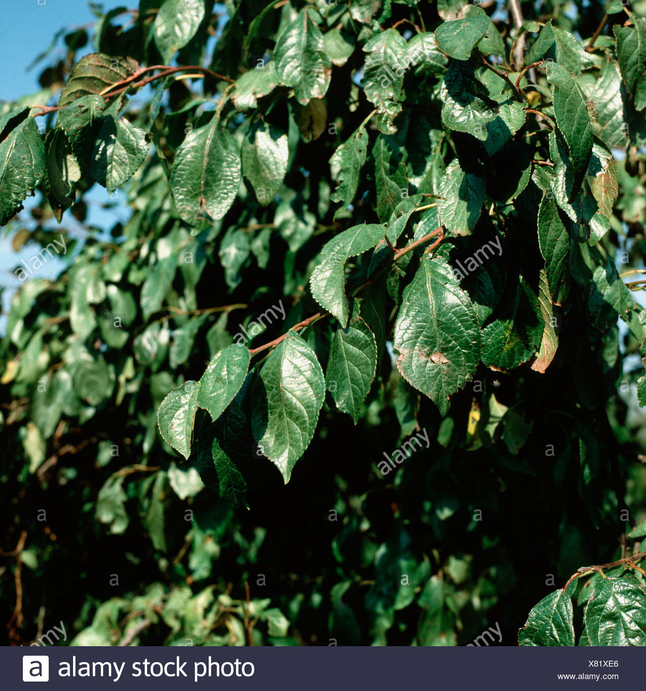 Plum Tree Disease Stock Photos & Plum Tree Disease Stock Images - Alamy