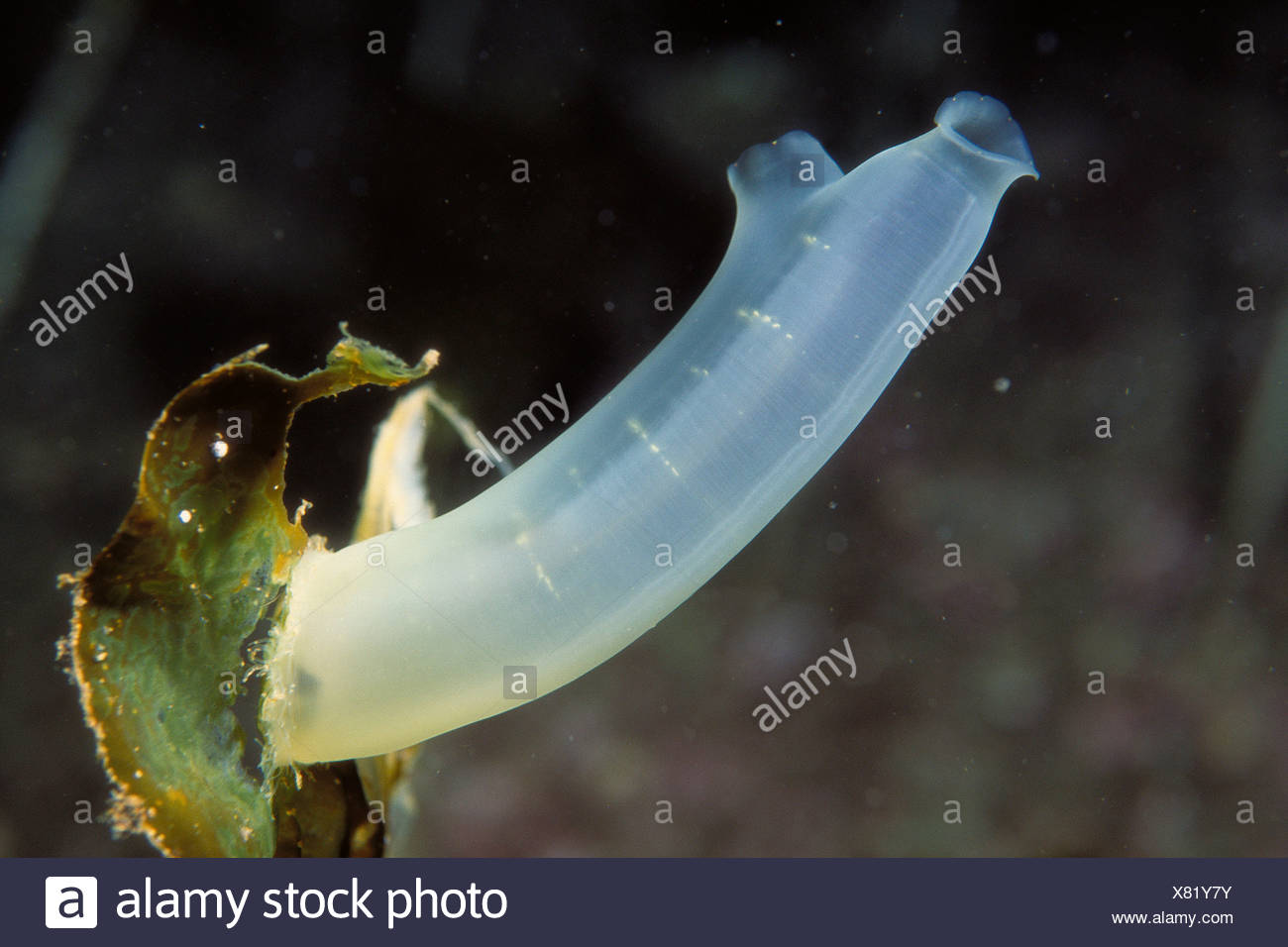 Ciona Intestinalis High Resolution Stock Photography and Images - Alamy