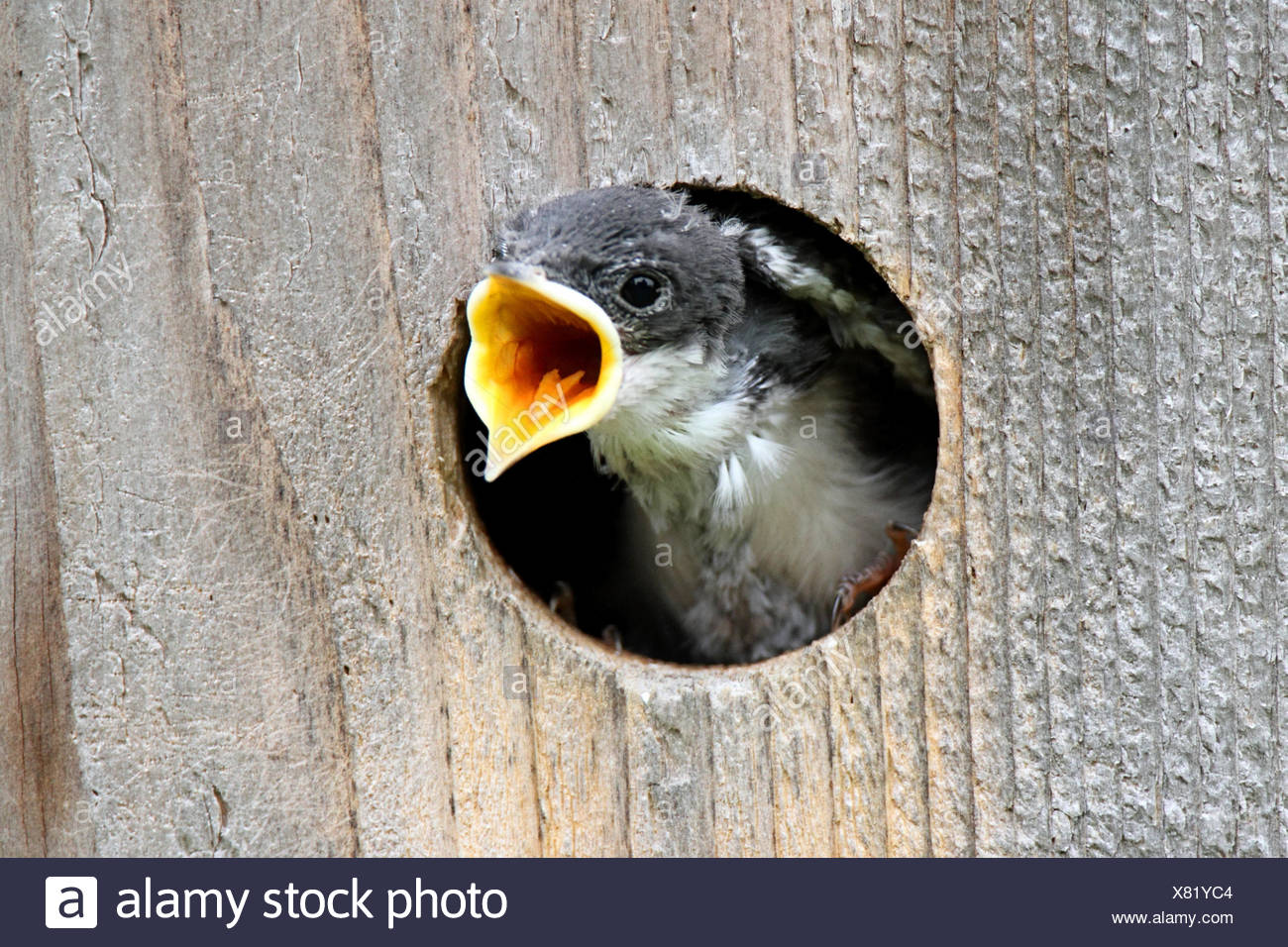 Crying Bird Stock Photos & Crying Bird Stock Images - Alamy