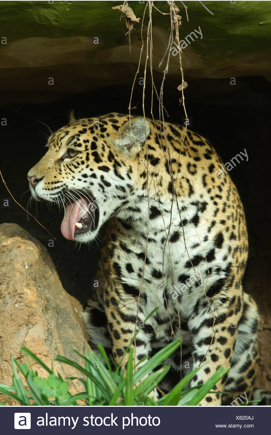 Jaguar With Mouth Open High Resolution Stock Photography and Images - Alamy