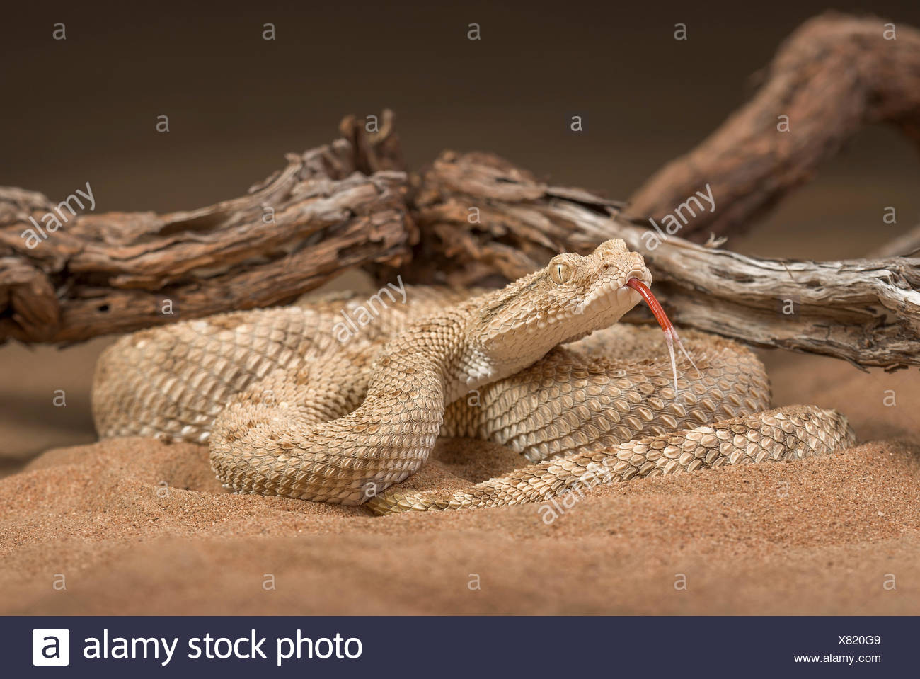 Desert Horned Viper High Resolution Stock Photography and Images - Alamy