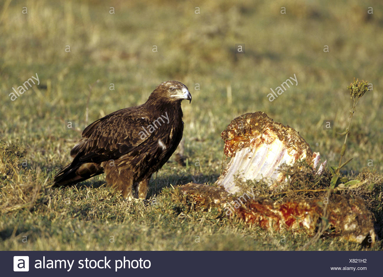 Eagle Eating Snake High Resolution Stock Photography and Images - Alamy