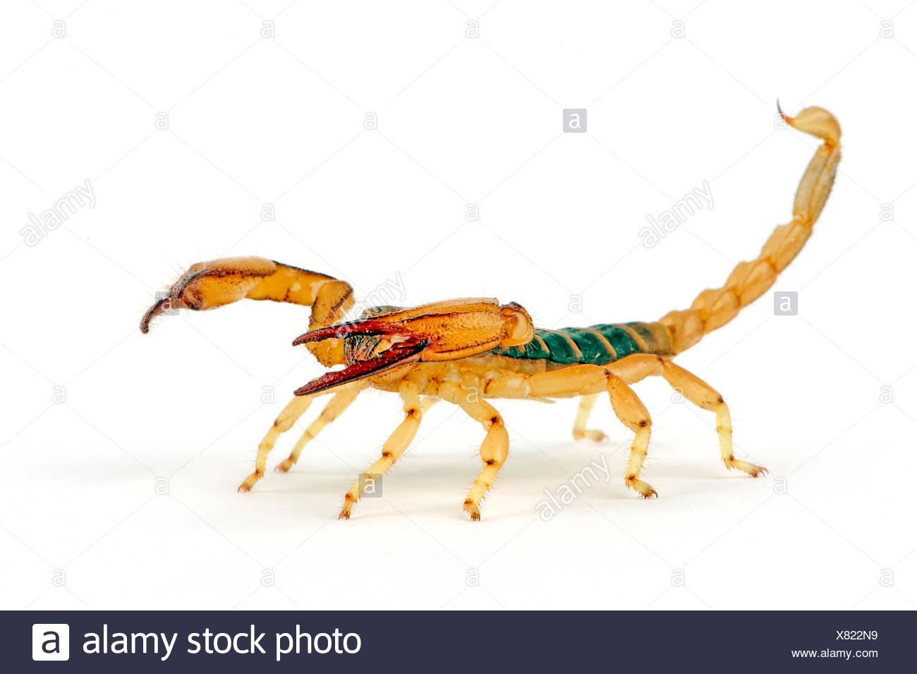 One Leg Out High Resolution Stock Photography and Images - Alamy