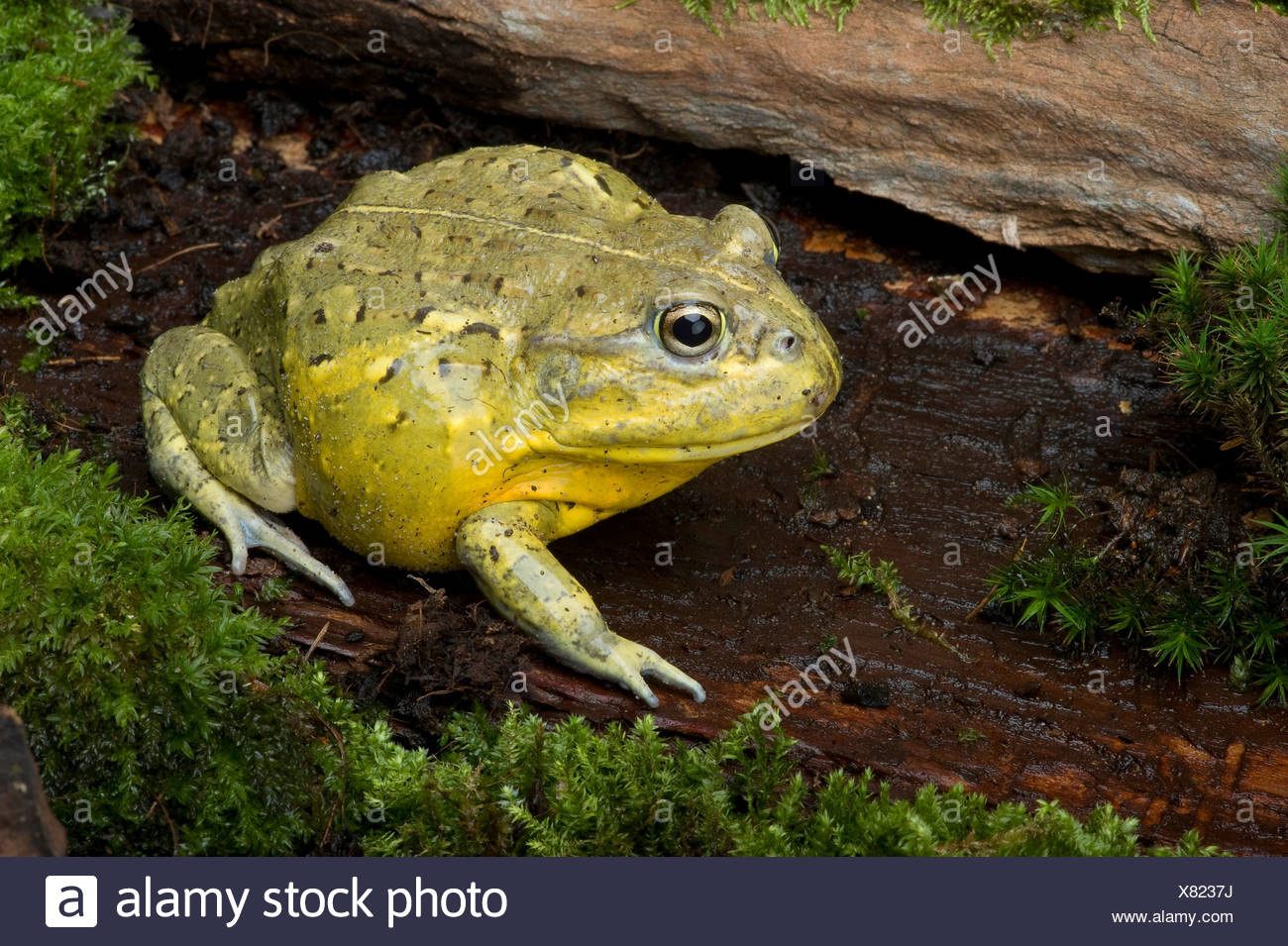 Bull Frogs Stock Photos & Bull Frogs Stock Images - Alamy