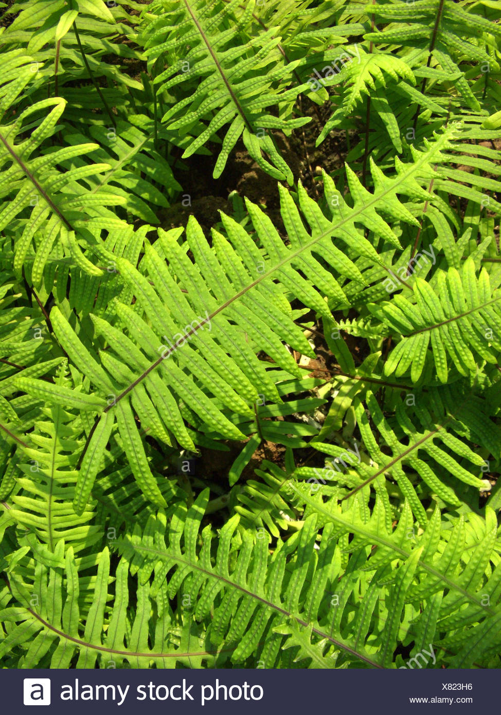 Polypodium Formosanum High Resolution Stock Photography and Images - Alamy