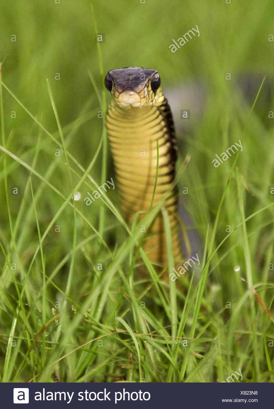 Pseudohaje Goldii Stock Photos & Pseudohaje Goldii Stock Images - Alamy