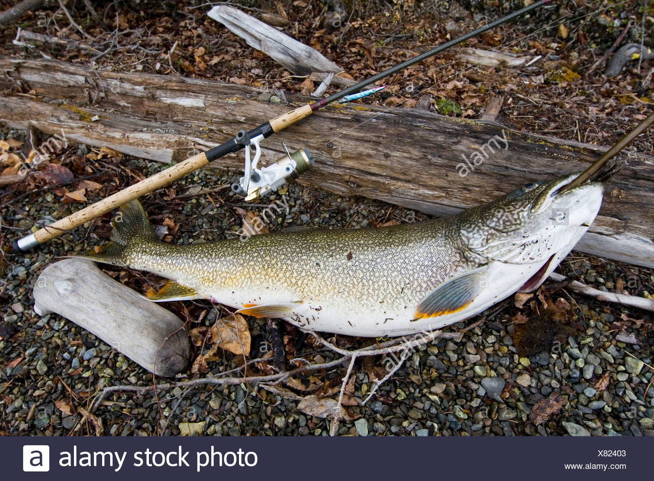 Saibling Fish High Resolution Stock Photography and Images - Alamy
