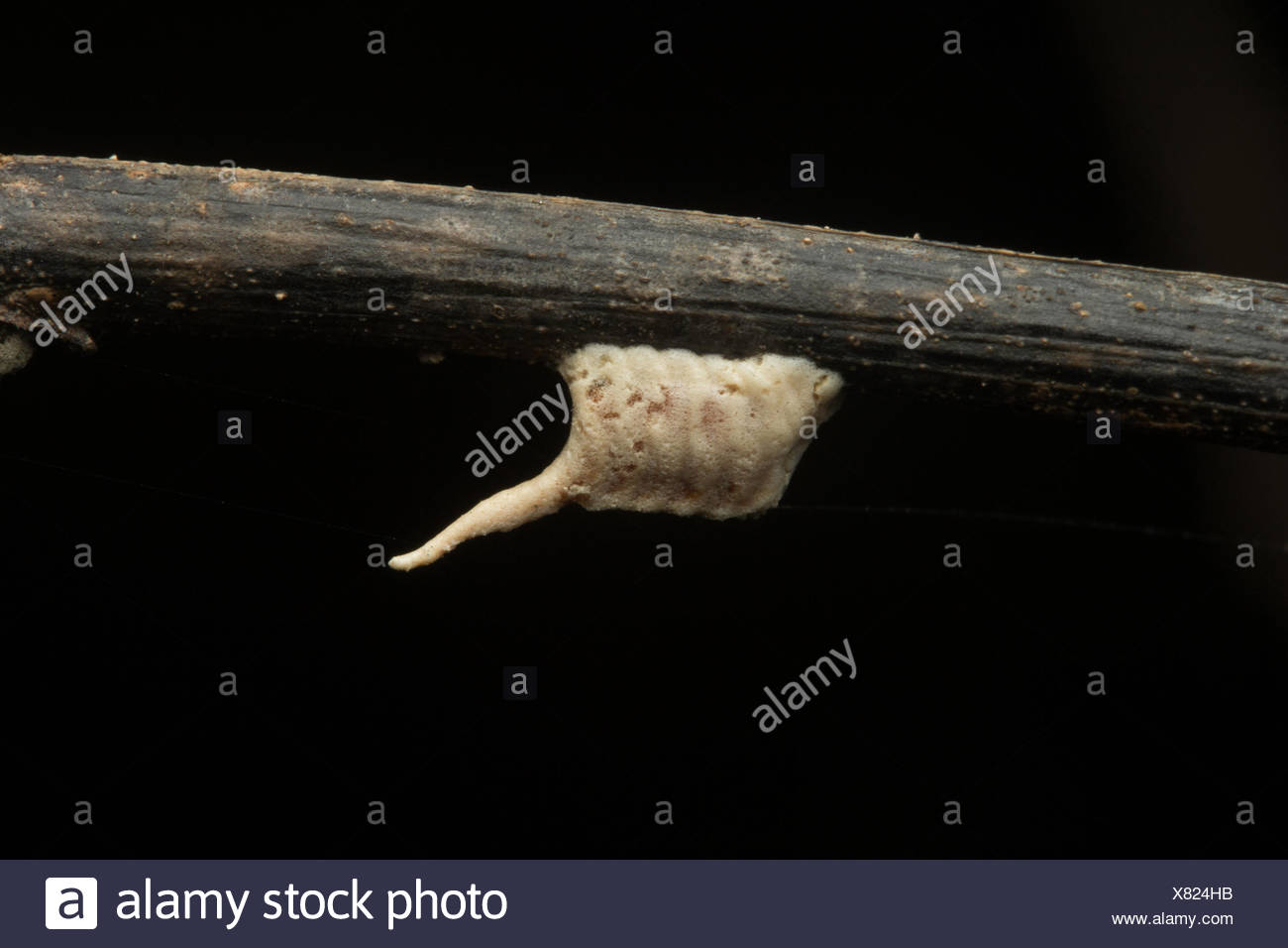 Praying Mantis Egg Sack High Resolution Stock Photography and Images ...