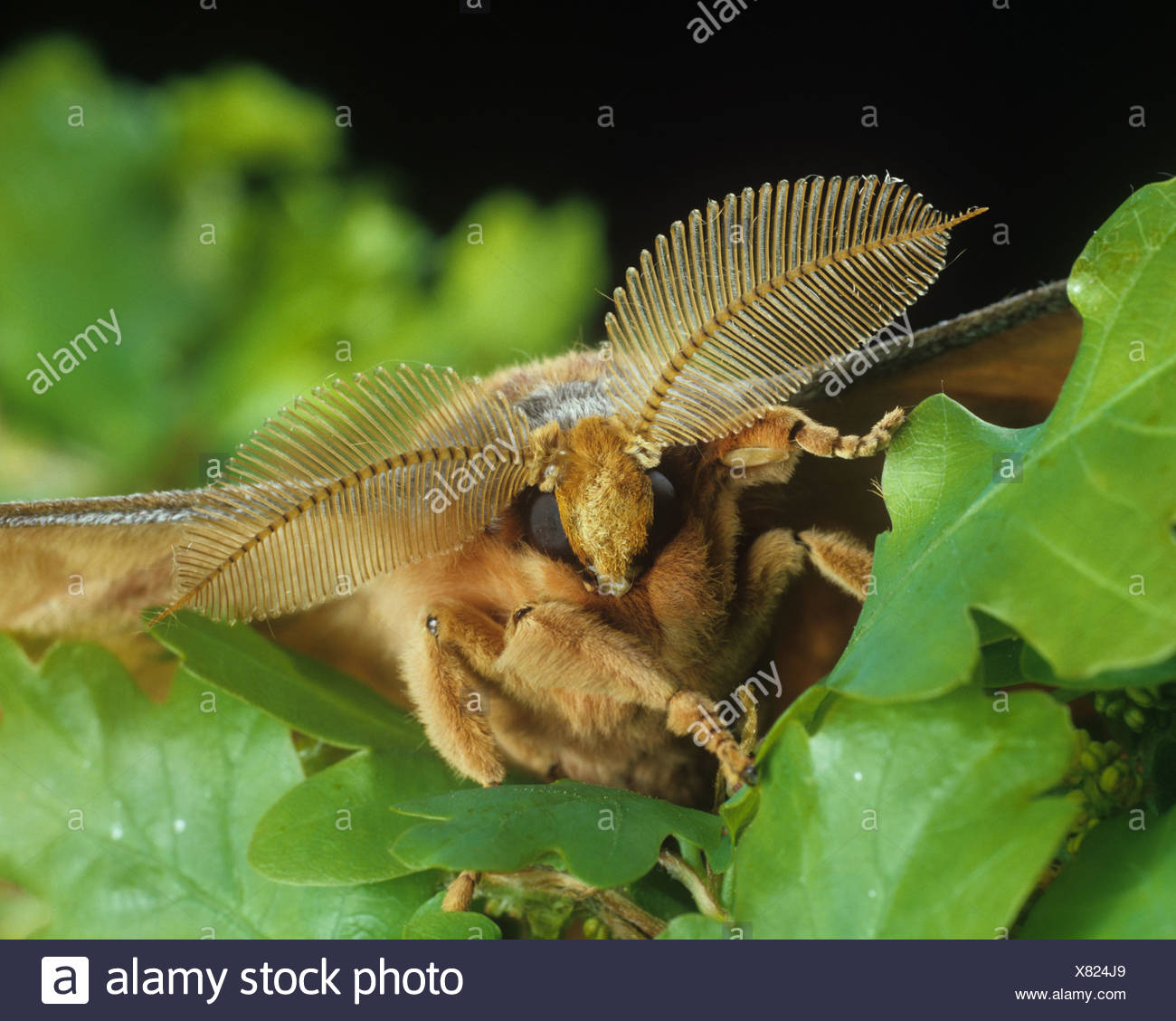 Chinese Tussah Moth High Resolution Stock Photography and Images - Alamy