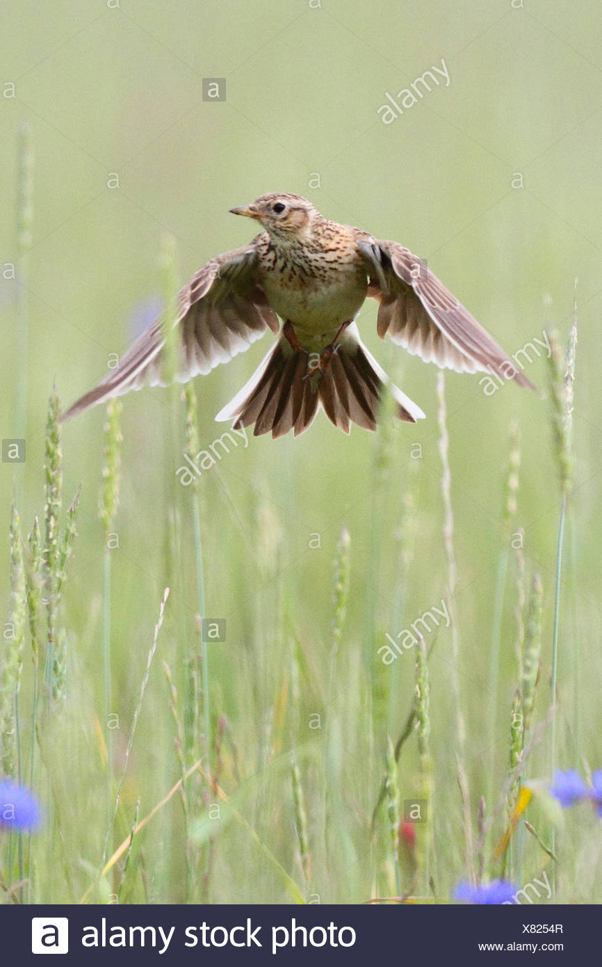 Field Lark Stock Photos & Field Lark Stock Images - Alamy