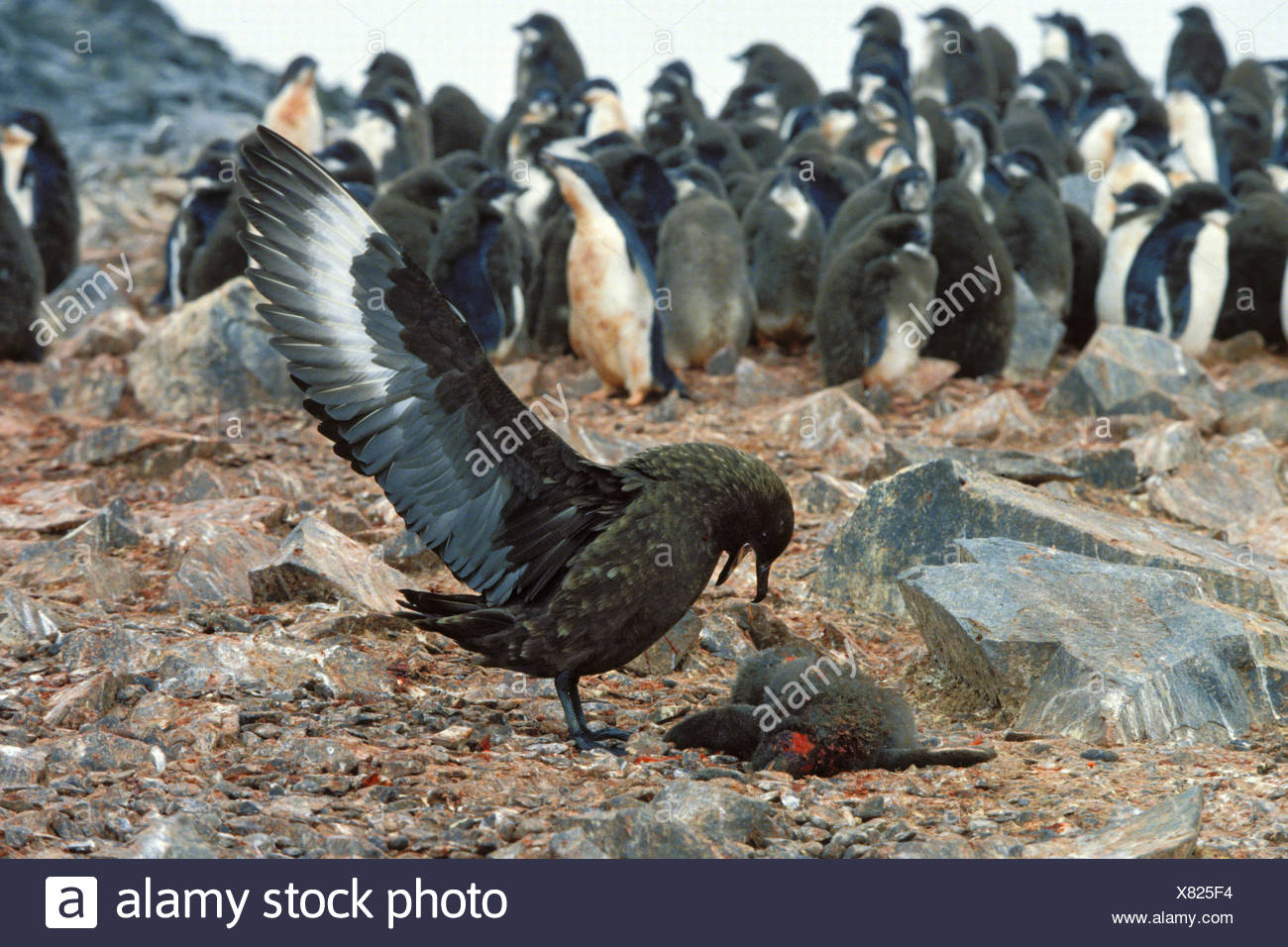 Antarctic Skua Stock Photos & Antarctic Skua Stock Images - Alamy