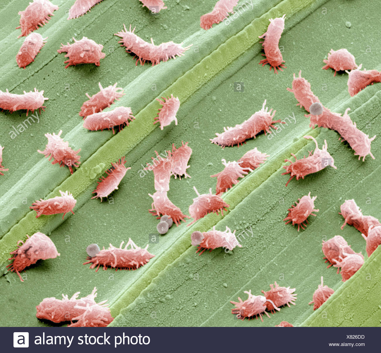 Stagnant Water Stock Photos & Stagnant Water Stock Images - Alamy