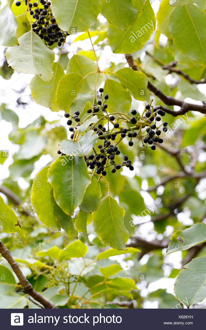 Plant With Big Leaves Stock Photos & Plant With Big Leaves Stock Images ...