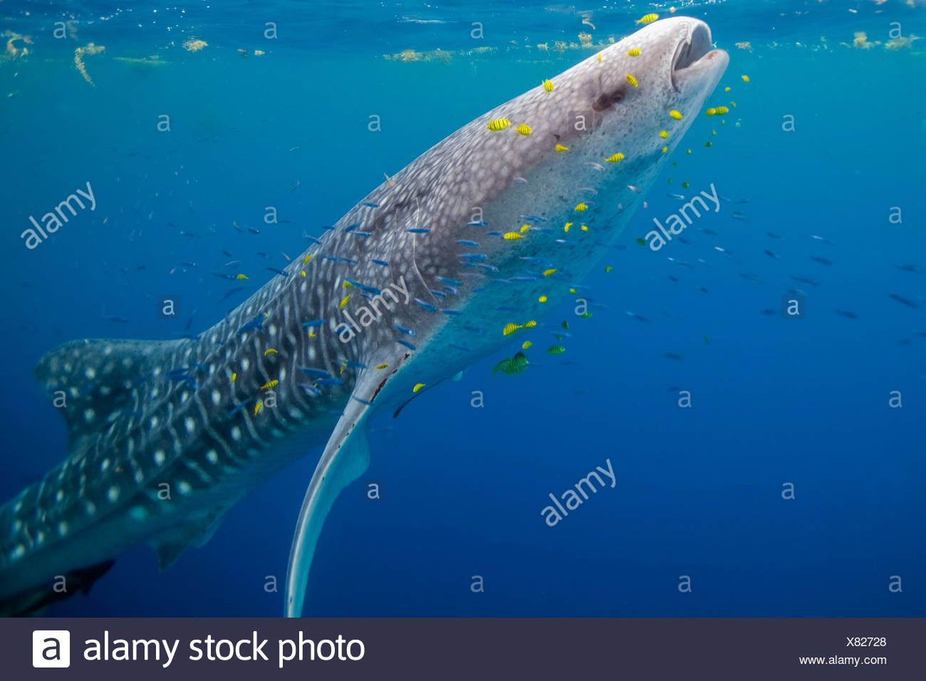 Shark Fin Bay High Resolution Stock Photography and Images - Alamy