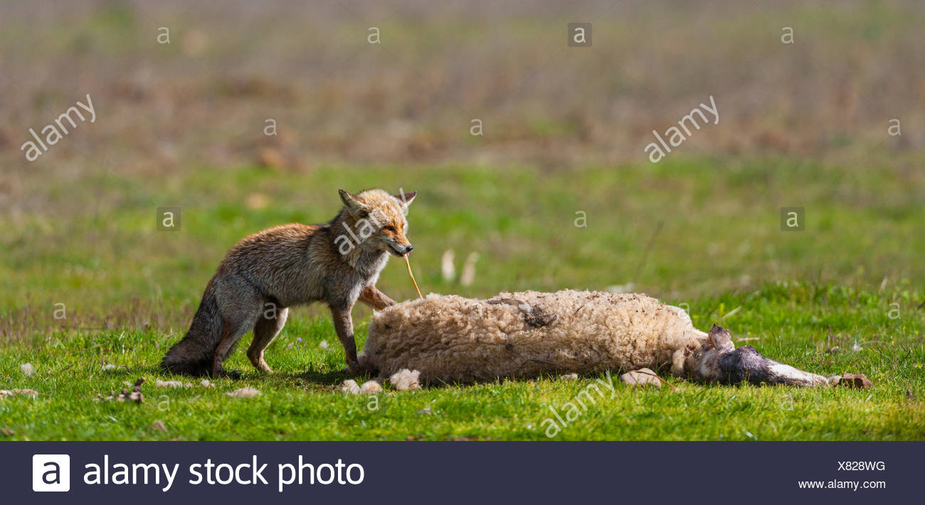 Fox Eating Sheep Stock Photos & Fox Eating Sheep Stock Images - Alamy