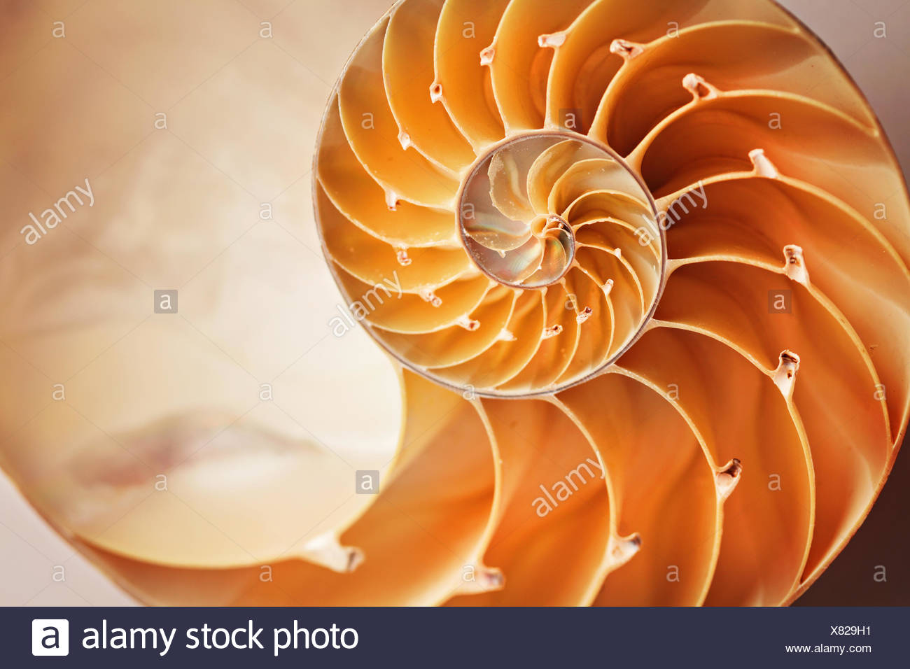Cross Snail Shell Section Stock Photos & Cross Snail Shell Section ...