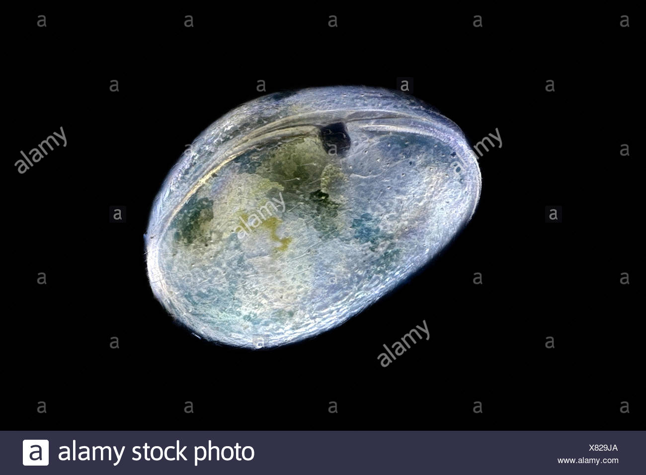 Ostracod High Resolution Stock Photography and Images - Alamy