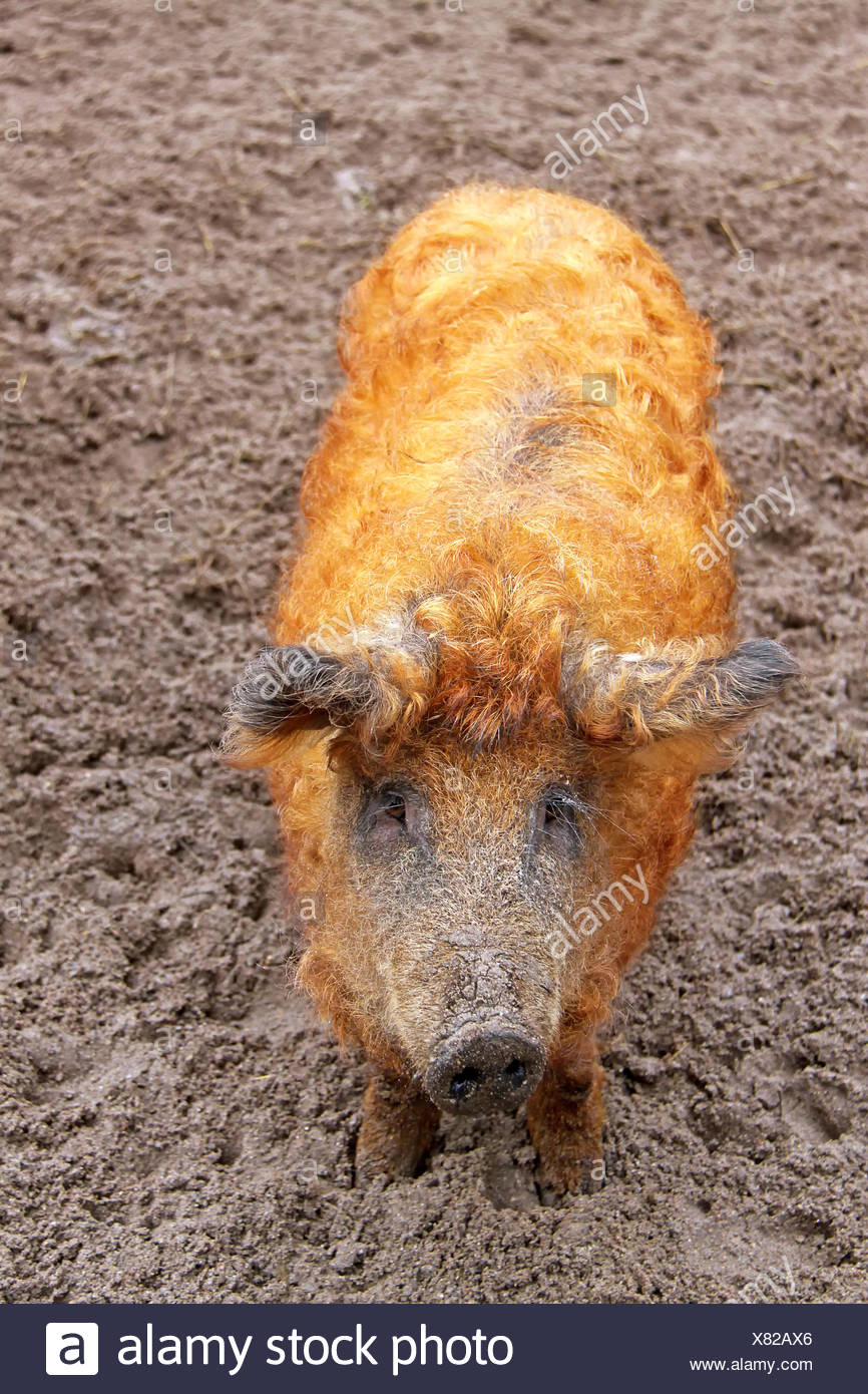 Curly Haired Pig High Resolution Stock Photography and Images - Alamy