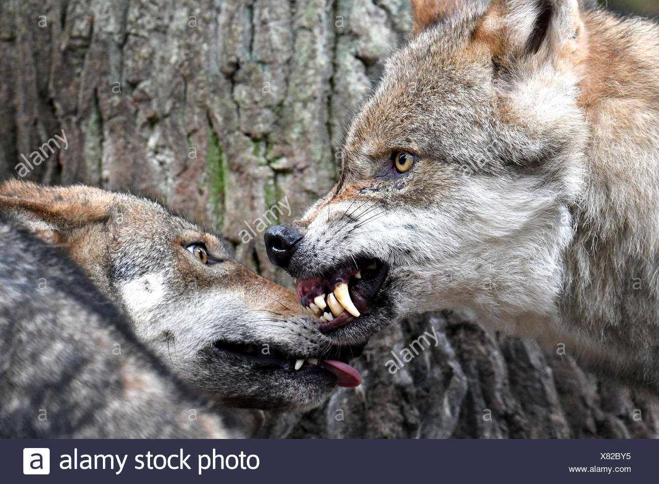 Snarl Stock Photos & Snarl Stock Images - Alamy