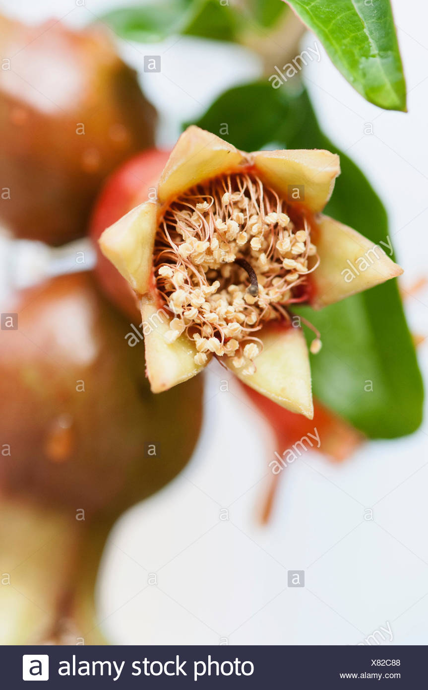 Libya National Flower High Resolution Stock Photography and Images - Alamy