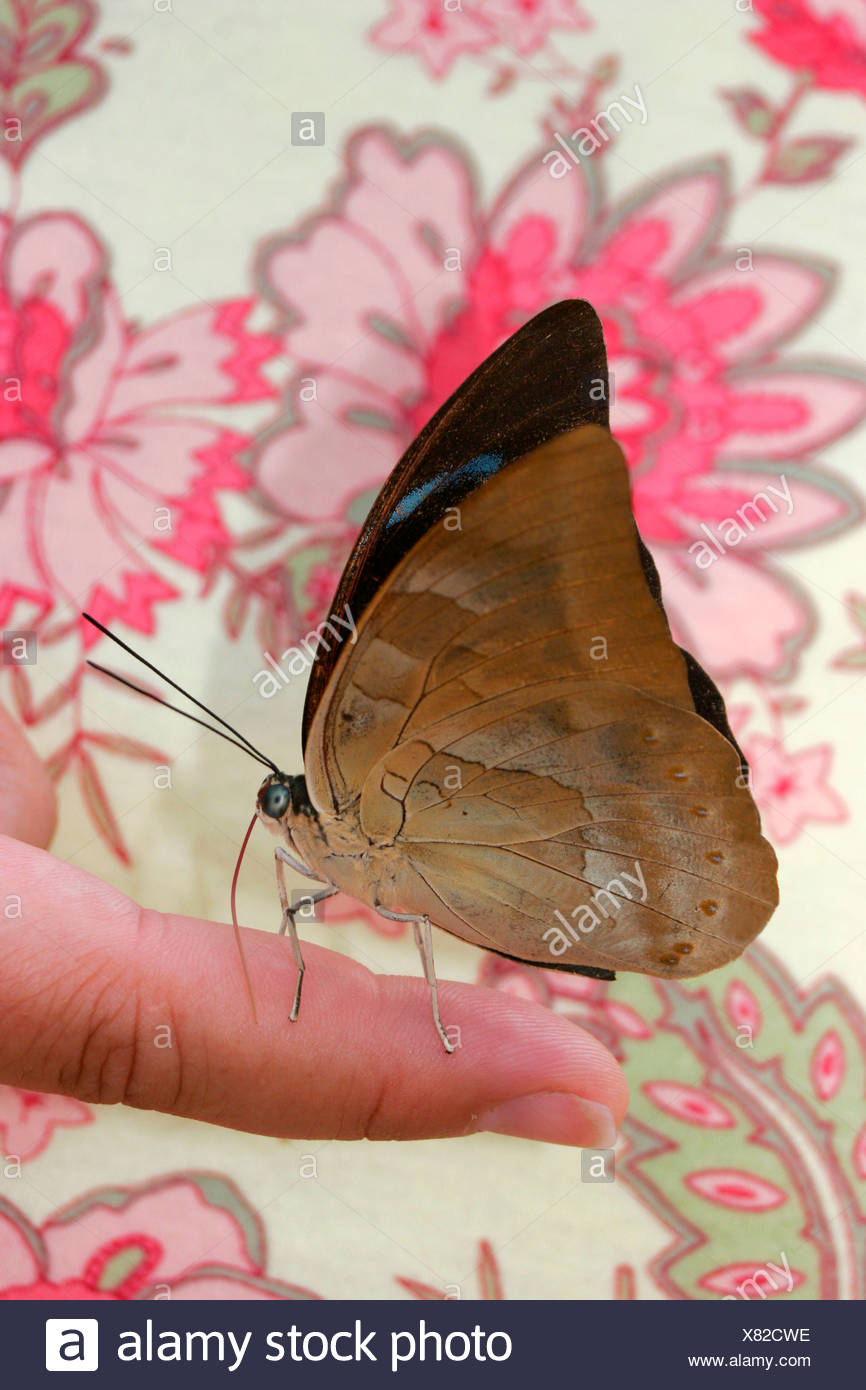 Butterfly Antenna High Resolution Stock Photography and Images - Alamy